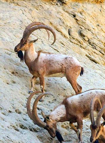 Sarah Sindh Ibex, Capra Hircus Linnacua, 1758; Wild Goat, Persian ...